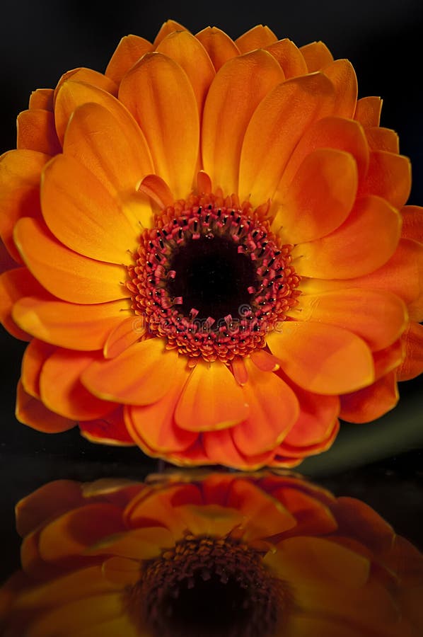 Gerbera Orange Reflection stock image. Image of mirror - 39057065