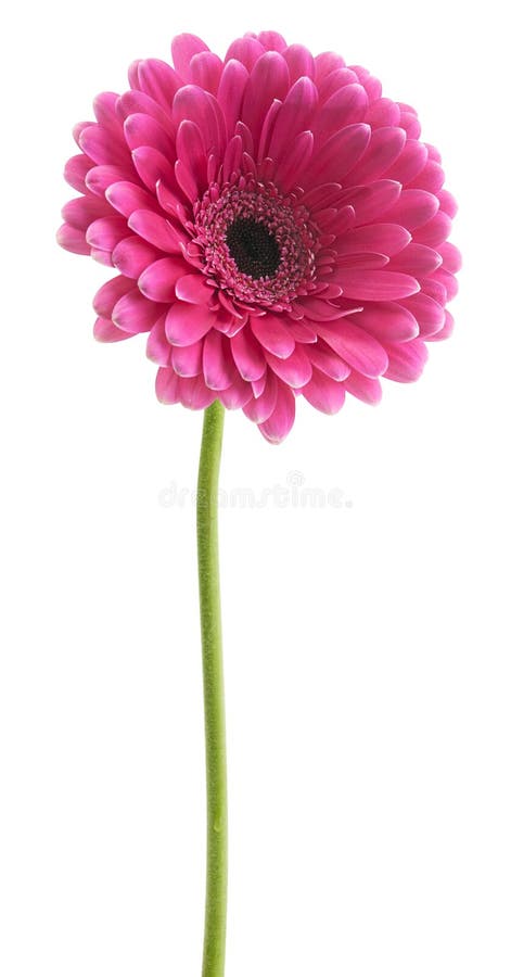 Gerbera pink color stock photo. Image of flower, colorful - 68901166
