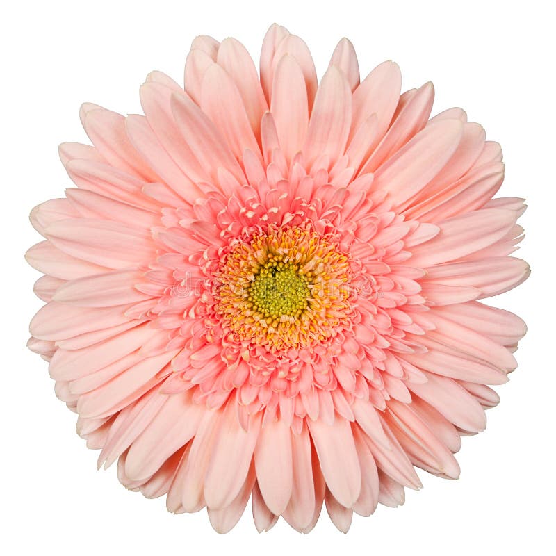 Gerbera pink color stock photo. Image of fresh, daisy - 68901336