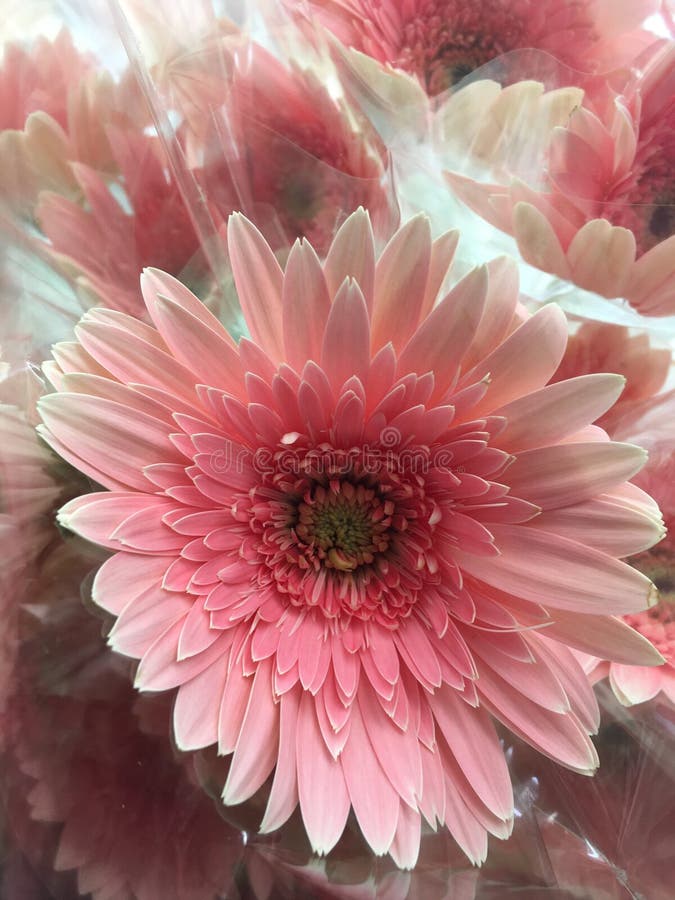 Gerbera editorial image. Image of pink, gerbera, rose - 70993275