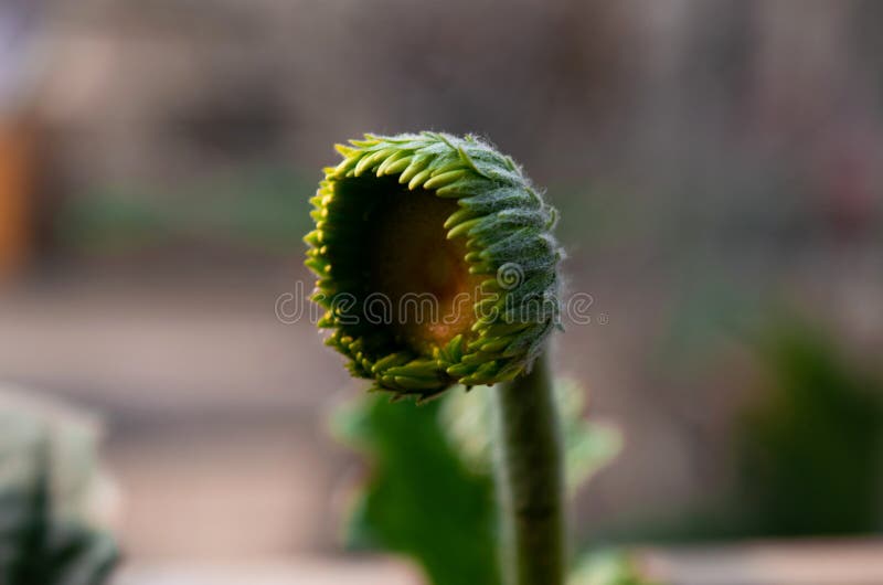 Gerbera Plant Blooming Bud. Stock Photo - Image of insect, plant: 173746268