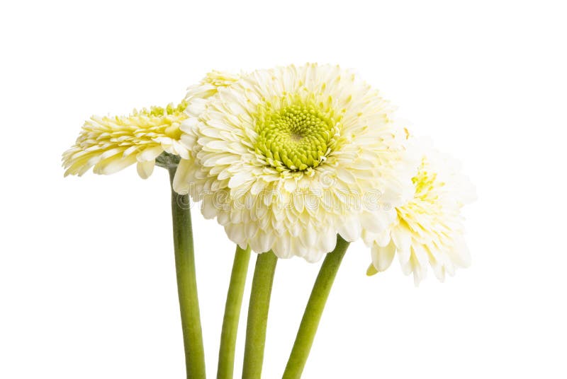 108 Mini Gerbera White Stock Photos - Free & Royalty-Free Stock Photos ...