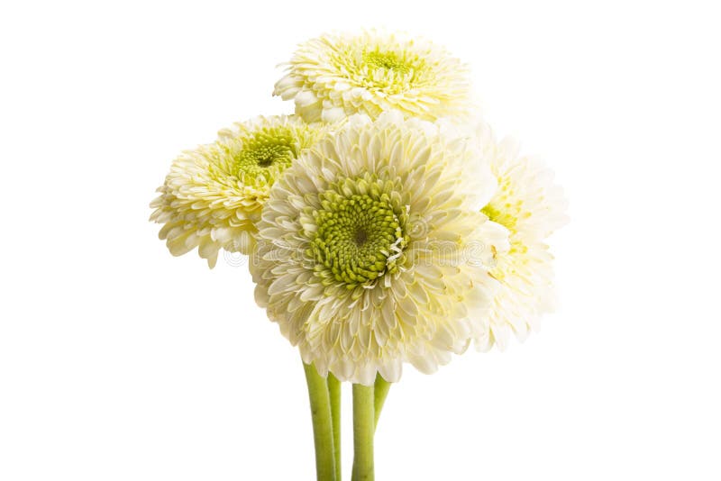 Gerbera pomponi isolated stock photo. Image of colorful - 193110266