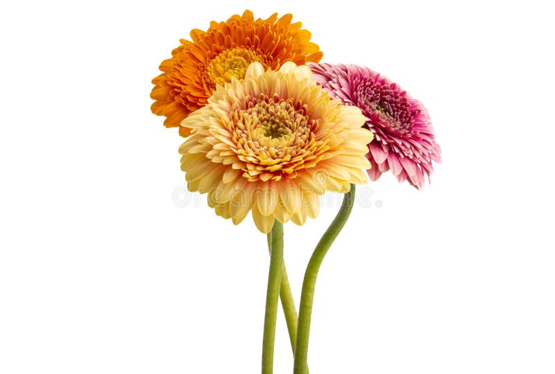 Gerbera pomponi isolated stock photo. Image of decorative - 195741012