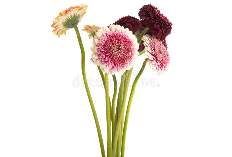 Gerbera pomponi isolated stock image. Image of texture - 195741145