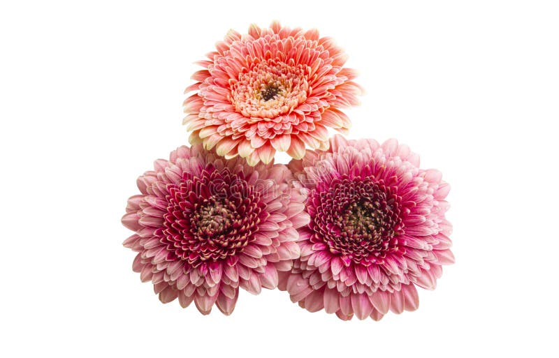 Gerbera pomponi isolated stock image. Image of flower - 195741305