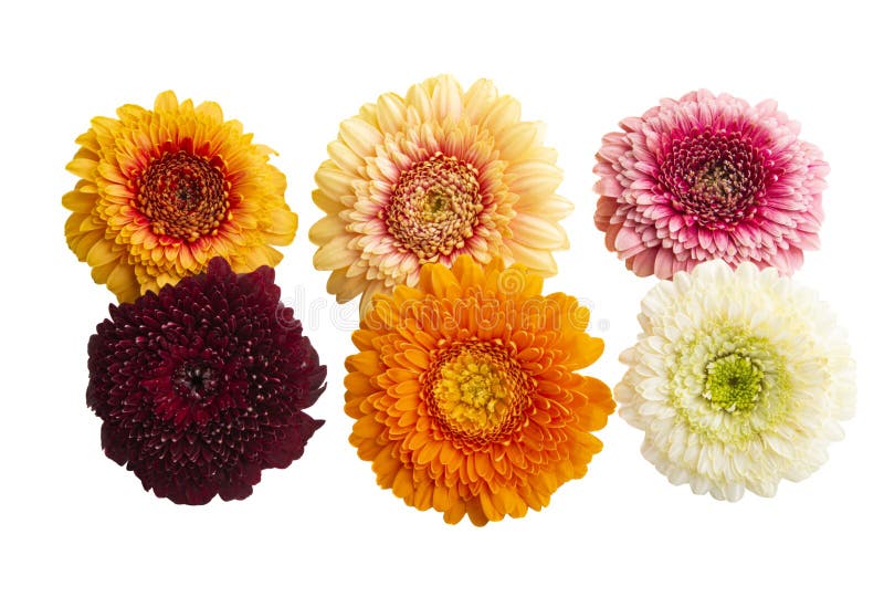 Gerbera pomponi isolated stock image. Image of flower - 195741515