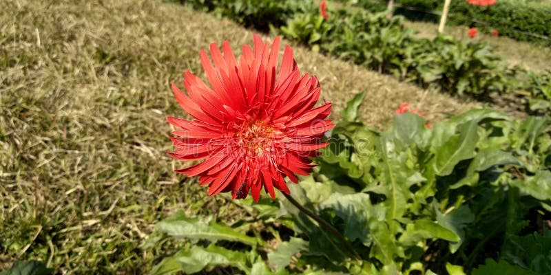 Gerbera red colour stock photo. Image of garden, meadow - 237640478