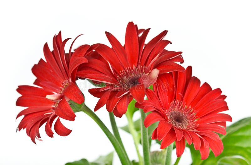 Gerbera red flower stock image. Image of lush, brightly - 28521063