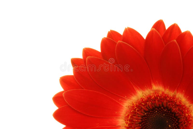 Gerbera Red Isolated on White Stock Image - Image of daisy, extreme ...