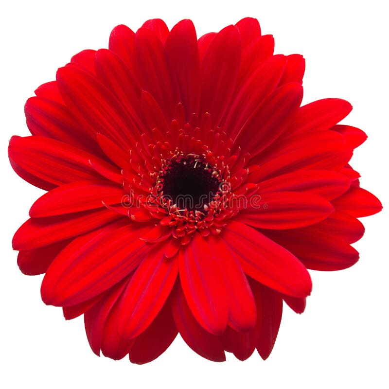 Gerbera roja imagen de archivo. Imagen de fondo, aislado - 233636635