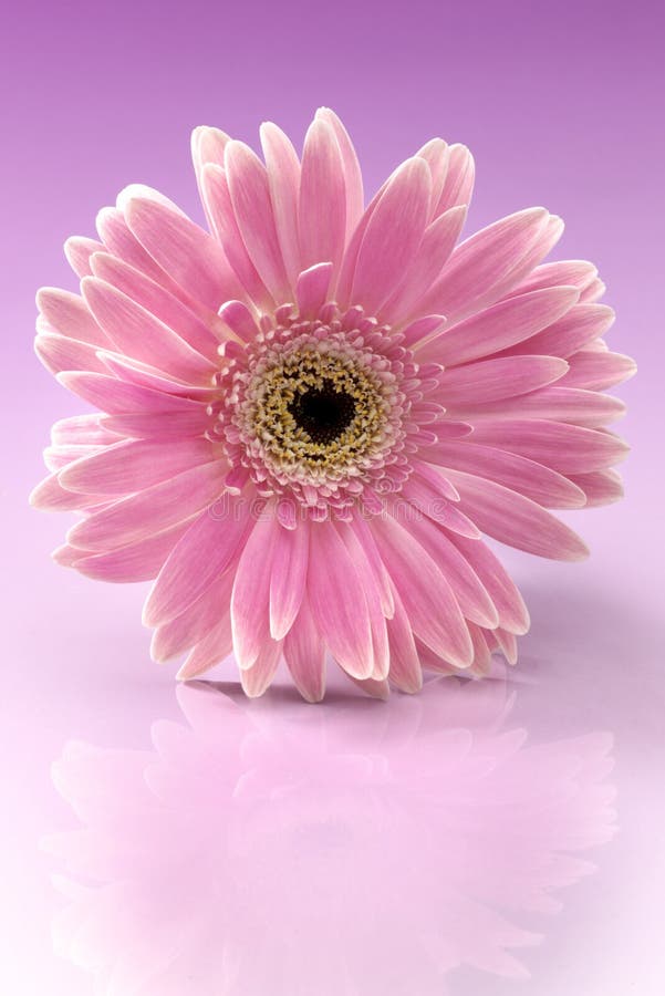 Gerbera rosa immagine stock. Immagine di flora, floreale - 28703733