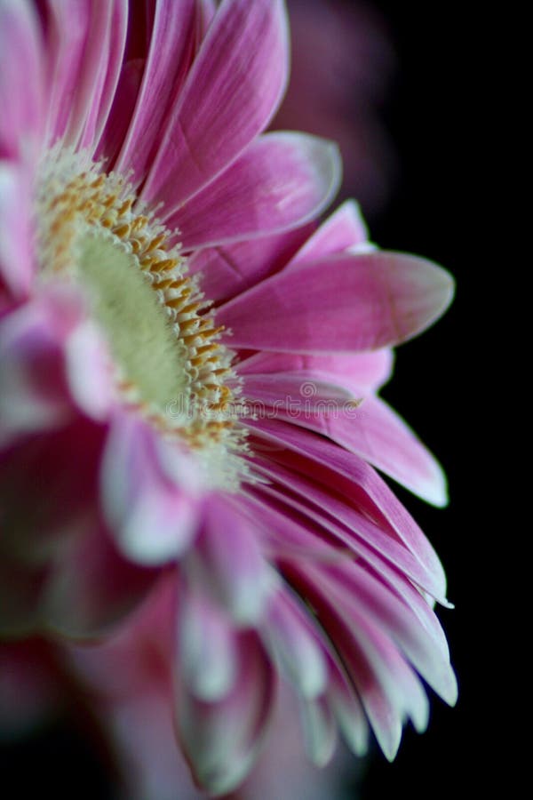 Gerbera Rosa Claro En Macro Imagen de archivo - Imagen de colorido ...