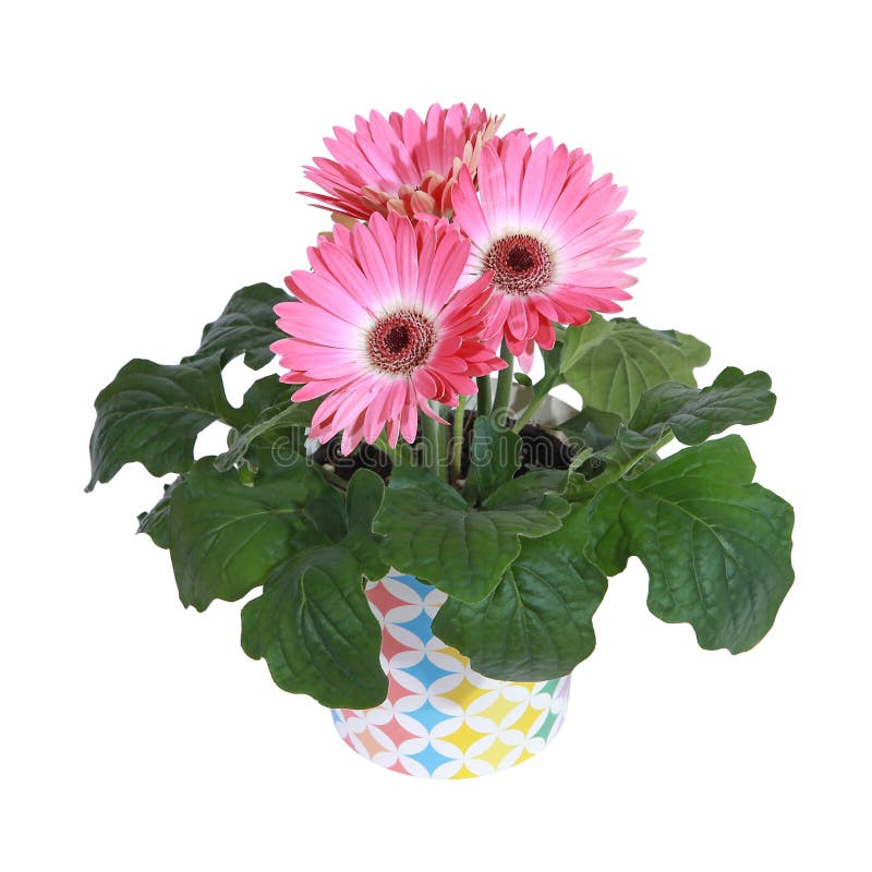 Gerbera rosa en olla foto de archivo. Imagen de flor - 266732436