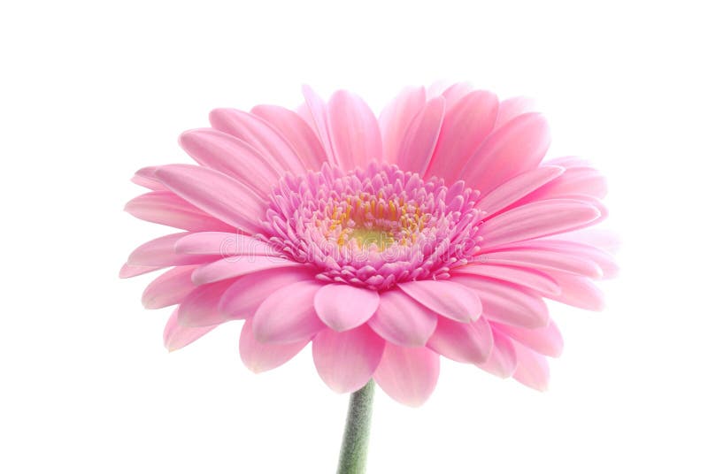 Gerbera rose photo stock. Image du frais, automne, centrale - 4461286