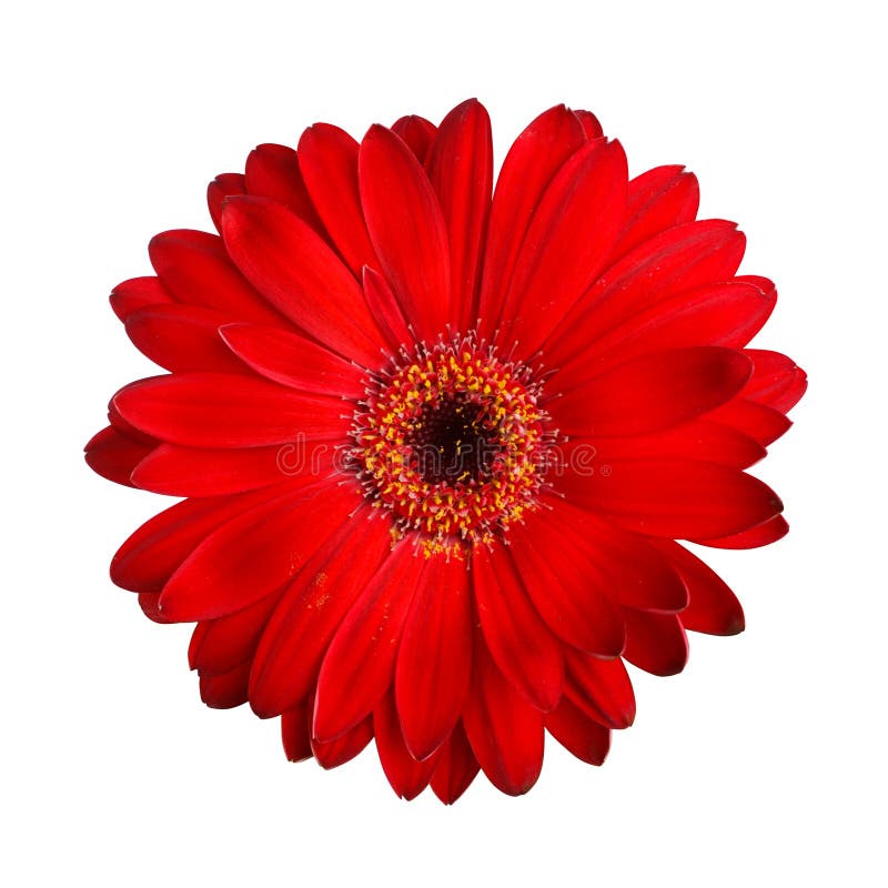 Margherita Rossa Del Gerber Fotografia Stock - Immagine di margherita ...