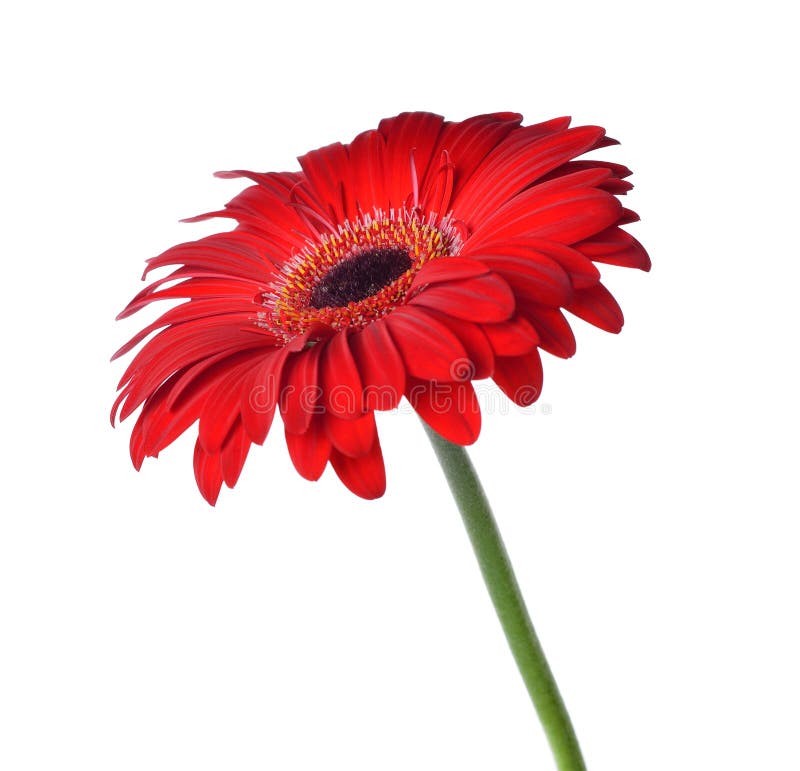 Ampia Selezione Di Fiori Di Gerbera Colorati, Gerbera Jamesonii ...