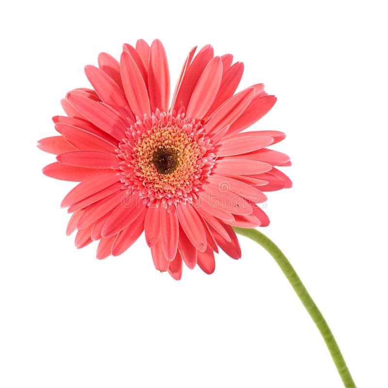 Gerbera rossa del fiore fotografia stock. Immagine di fresco - 29077518