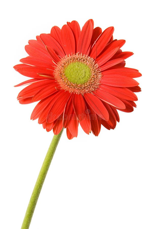 Gerbera rossa immagine stock. Immagine di botanico, botanica - 3835109
