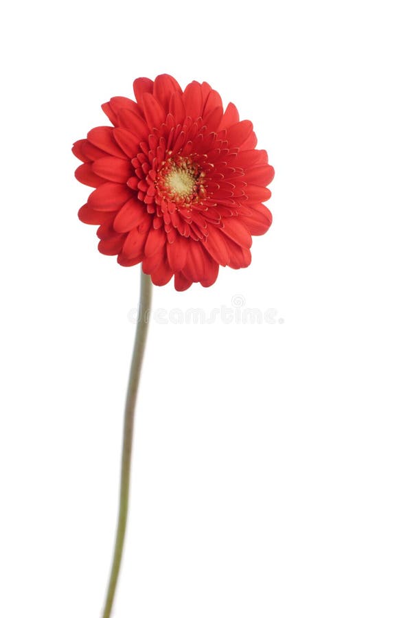 Gerbera rossa fotografia stock. Immagine di petali, floreale - 567148