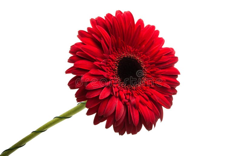 Gerbera rosso isolato immagine stock. Immagine di decorazione - 111934313
