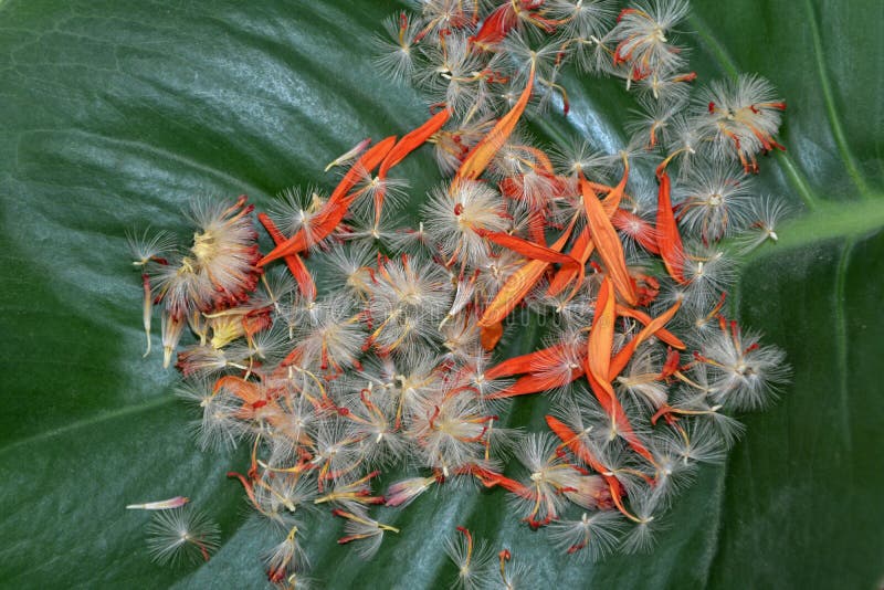 Gerbera Seeds on Green Leaf Stock Image - Image of outdoor, nature ...