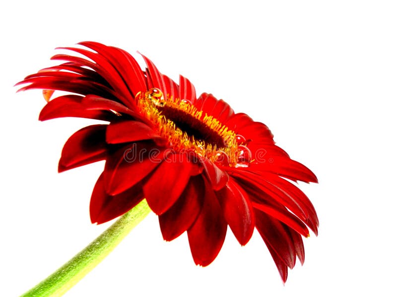 Bouquet of Red Roses and Gerberas Isolated on White Stock Image - Image ...