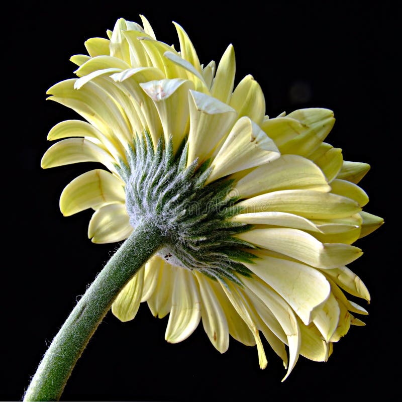 Gerbera Daisy stock photo. Image of daisies, easter, aromatic - 3552470