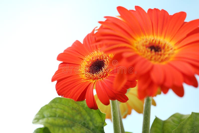 Gerbera (sunflower) Plant on Light Blue Background Stock Image - Image ...