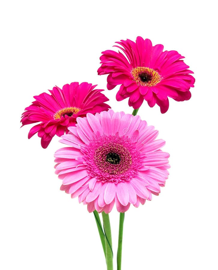 Una Hermosa Gerbera Sobre Un Fondo Blanco Imagen de archivo - Imagen de ...