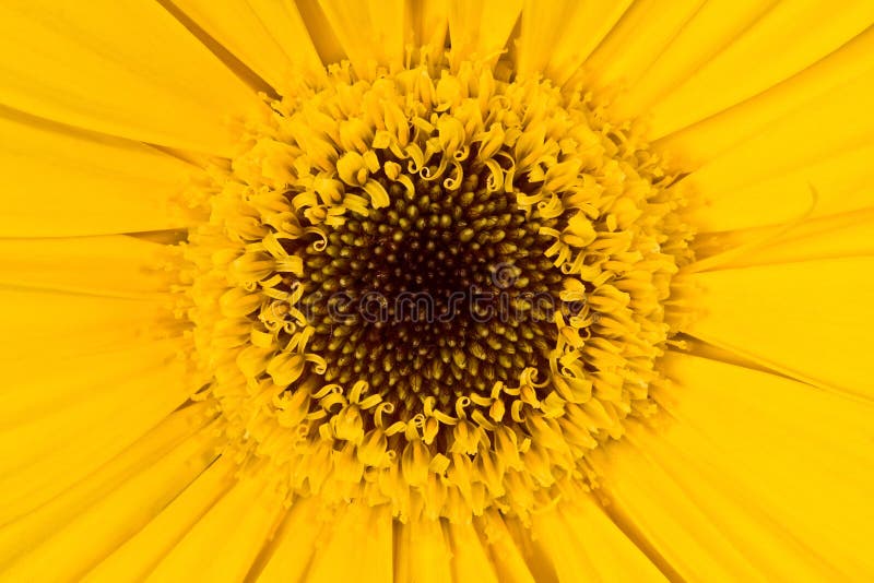 Gerbera Una Fine Gialla Luminosa Del Fiore in Su Immagine Stock ...