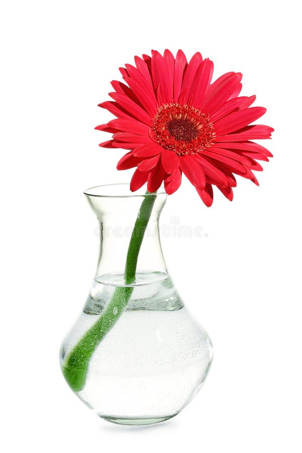 Gerbera in vase stock image. Image of flora, floral, detail - 72821585