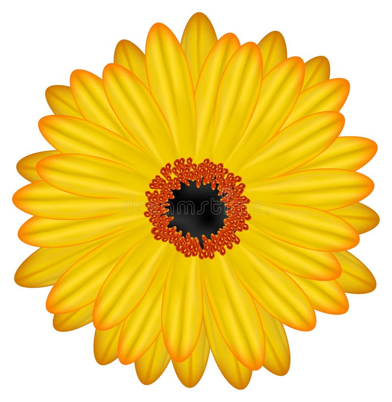 Adey Abeba Ethiopian Flower Stock Vector - Illustration of plant ...