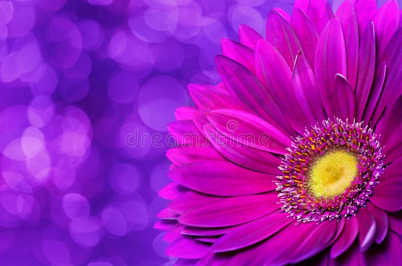 Gerbera Violet Flower, Closeup Background Wallpaper. Stock Image ...