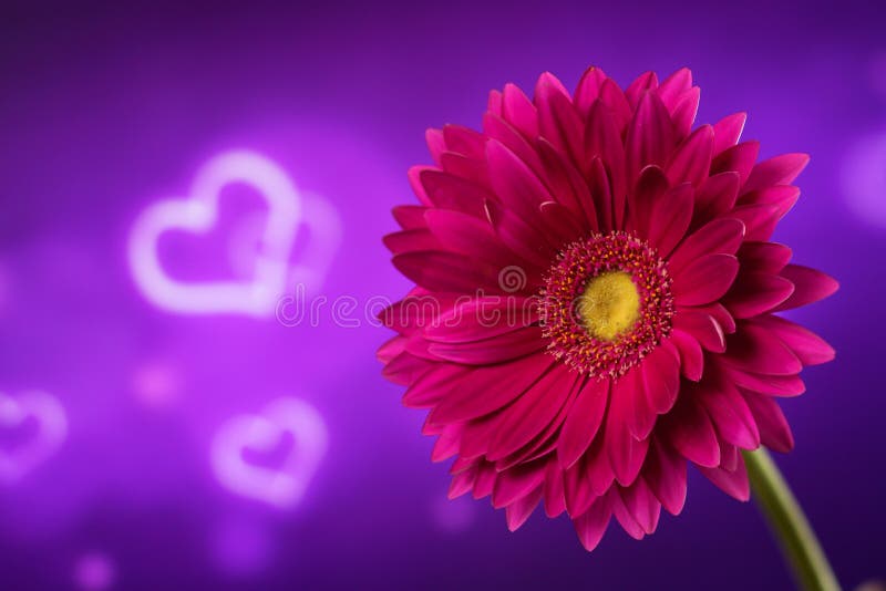 Gerbera Violet Flower, Closeup Background Wallpaper. Stock Image ...