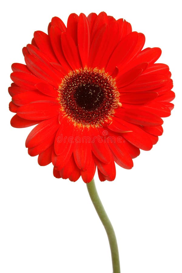 Gerbera on white stock photo. Image of close, artistic - 1270160