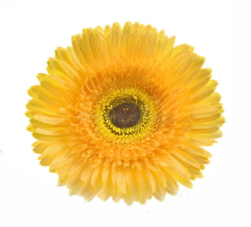 Gerbera Yellow Flower on White Background Stock Photo - Image of ...