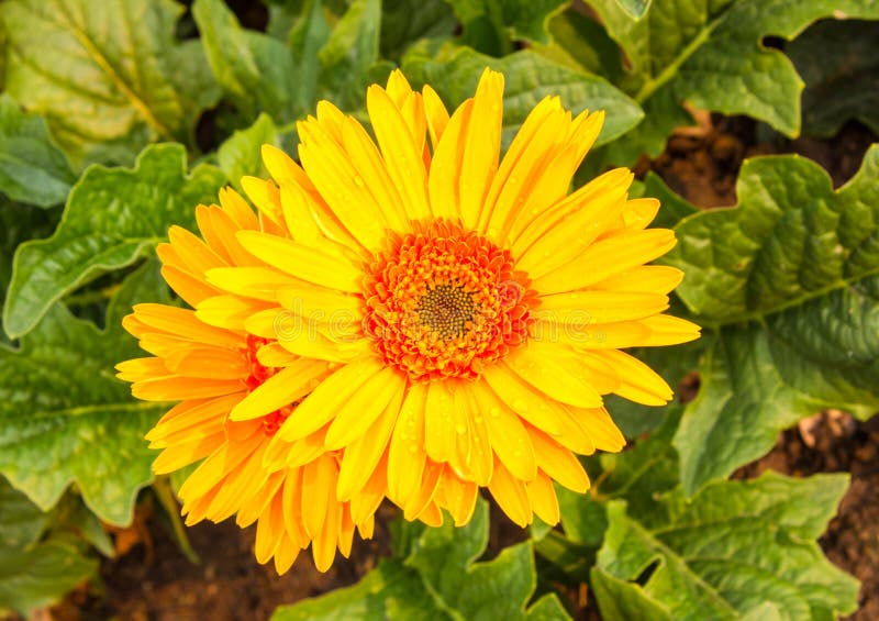 Gul Isolerad Vit Bakgrund För Gerbera Blomma Fotografering för ...