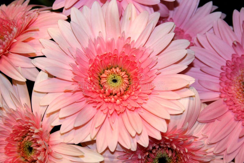 Gerber stock photo. Image of abstract, floral, botanical - 176680