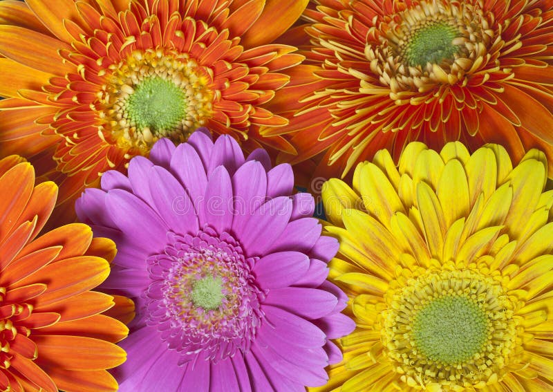 Gerberas stock image. Image of blooming, botany, plant - 24031343