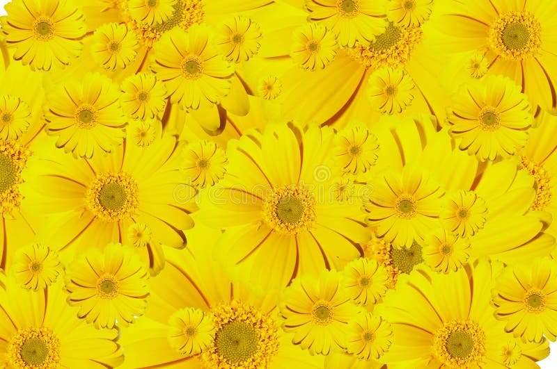Gerberas Background stock image. Image of summer, gardening - 25958263