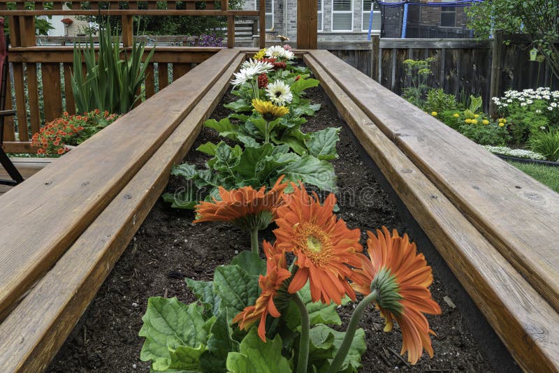 Gerberas in a Bed Fenced with Painted Wooden Planks Stock Image - Image ...