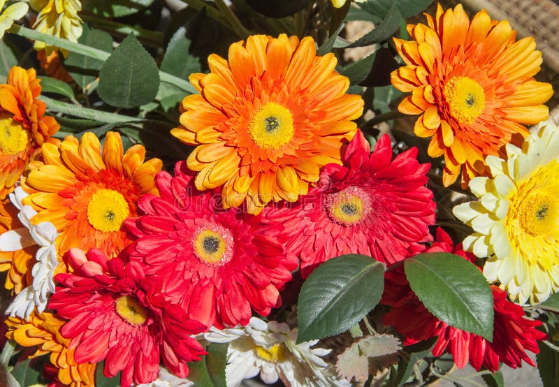 Gerberas stock image. Image of orange, nature, colors - 47993925