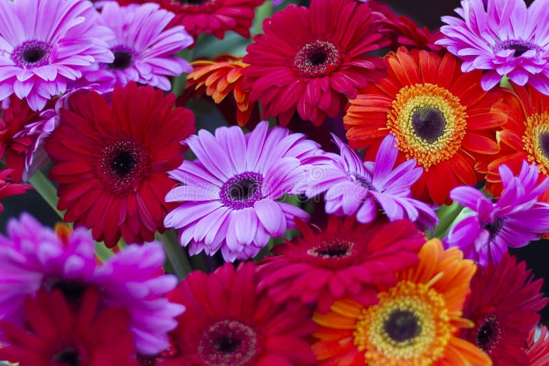 Gerberas different colors stock image. Image of gerbera - 71636489