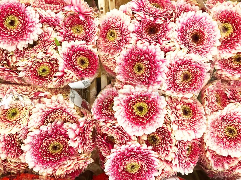Gerberas of Various Varieties and Colors, Close Up View Stock Image ...