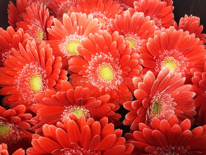 Gerberas of Various Varieties and Colors, Close Up View Stock Image ...