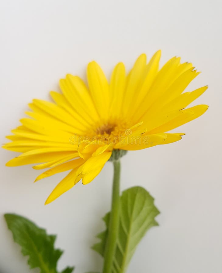 Gerberas Yellow Flower Isoated in White Background Stock Photo - Image ...