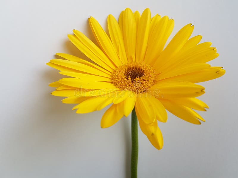 Gerberas Yellow Flower Isoated in White Background Stock Photo - Image ...
