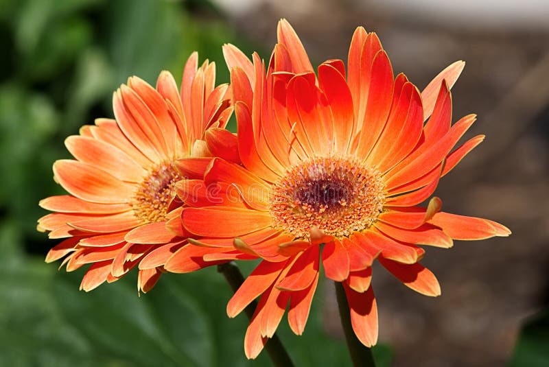 Gerberas Arancioni Su Un Gambo Sottile Lungo Immagine Stock - Immagine ...