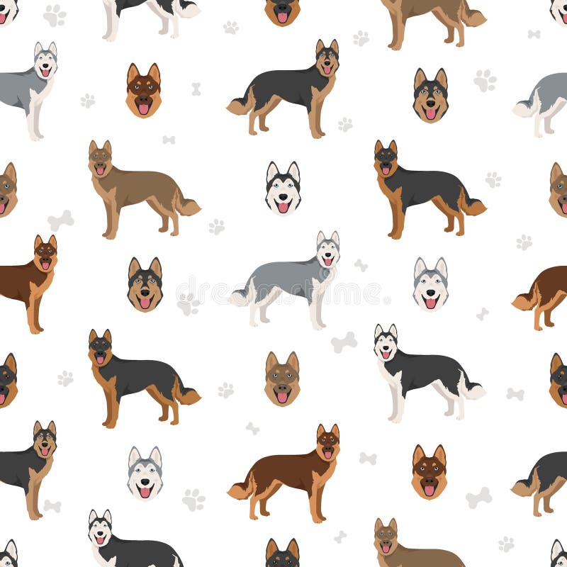 Gerberian Shepsky Seamless Pattern. German Shepherd Siberian Husky Mix ...
